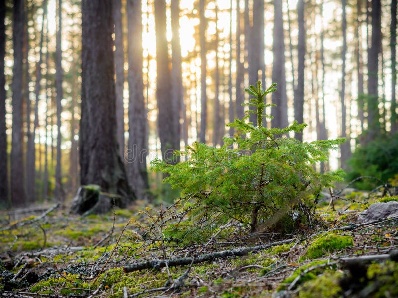 Sprout Growing in the Forest Stock Photo - Image of pine, mountain ...