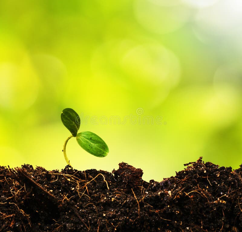 Sprout growing from ground stock photo. Image of emerge - 31378950