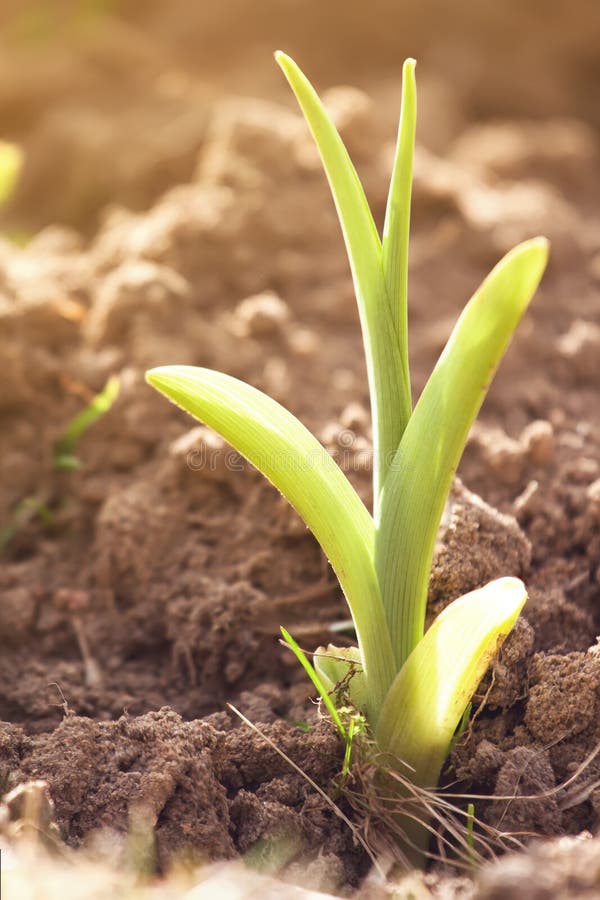 Sprout Growing from Ground in Spring Stock Photo - Image of small, seed ...