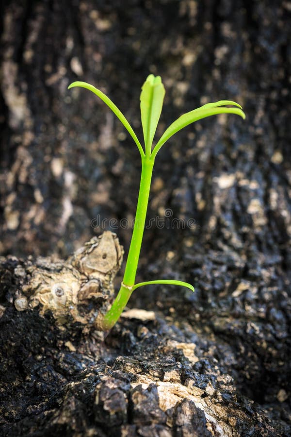 Sprout growing on tree stock image. Image of tree, isolated - 47494557