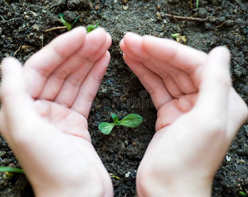 Sprout in hand stock photo. Image of girl, dirty, dirt - 25076490