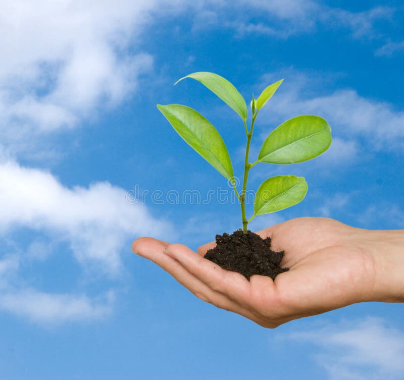 Sprout in Hand As a Symbol of Nature Protection Stock Image - Image of ...