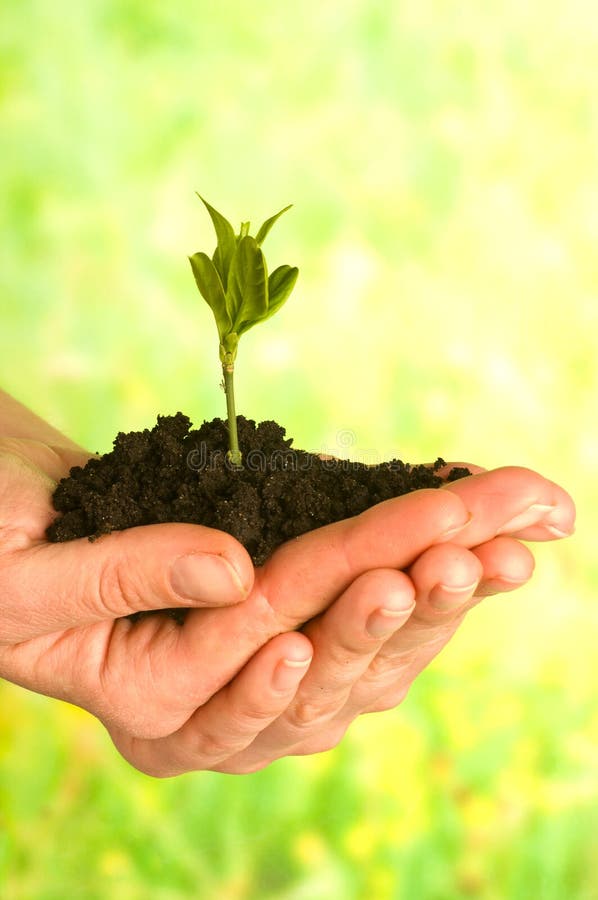 Sprout in hand on white stock photo. Image of lives, growing - 39954024