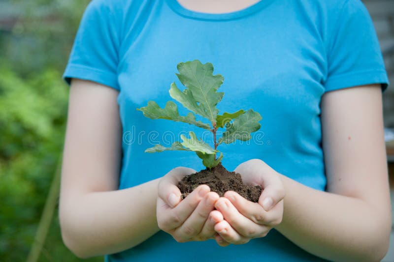 Oak sapling in hands. stock photo. Image of blur, ecology - 34523752