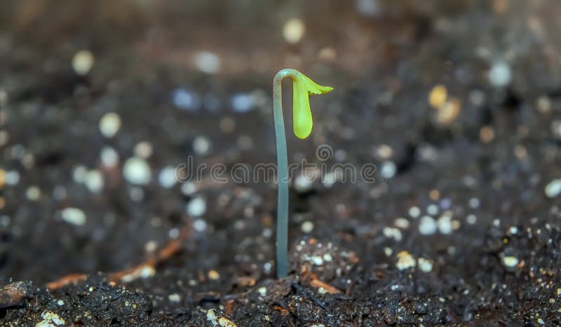 Sprout of hemp stock photo. Image of plant, hashish, growing - 92368376