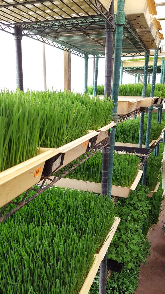 Sprout house stock image. Image of green, sprouting, largescale - 71489665