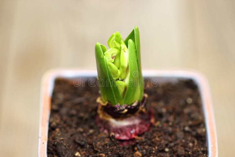 Sprout of hyacinth stock image. Image of development - 38864941