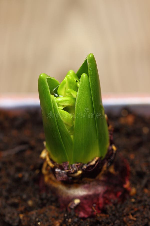 Sprout of hyacinth stock image. Image of summer, care - 38865449
