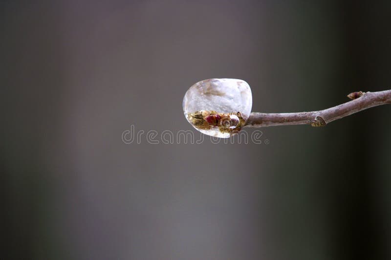 Sprout in ice stock photo. Image of flower, living, life - 4536892