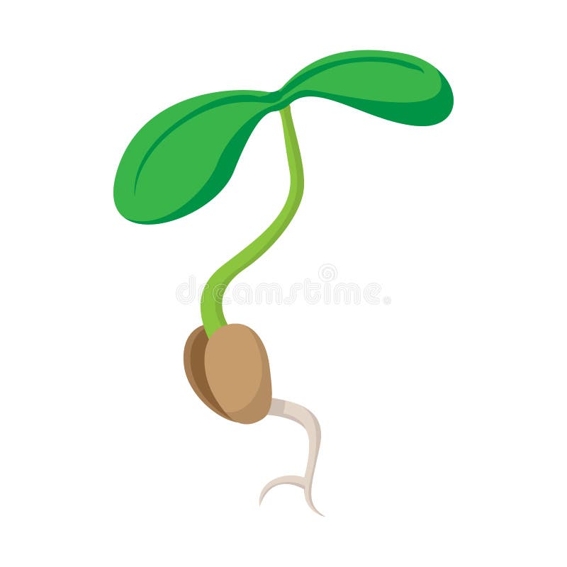 Sprout icon, cartoon style stock vector. Illustration of almond - 79308028