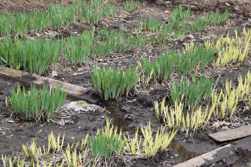 Sprout of irises stock image. Image of plant, landscape - 113333021