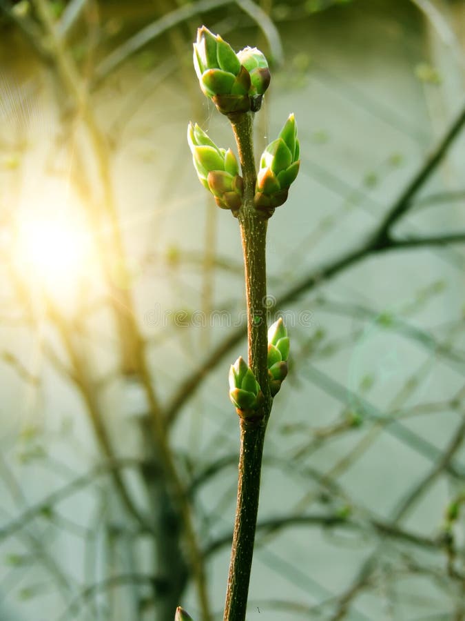 Sprout kidney stock photo. Image of bush, tree, sprout - 12799956