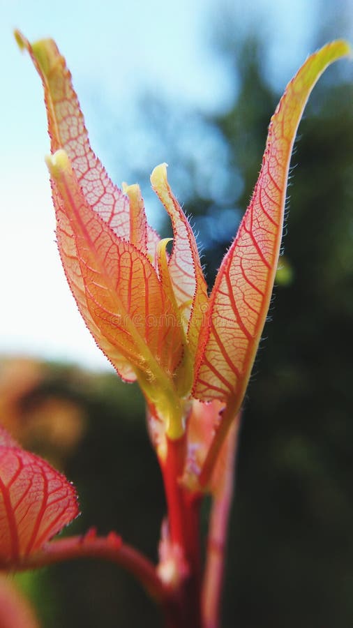 Sprout of Translucent Green Leaves and Red Stems on an Unfocused ...