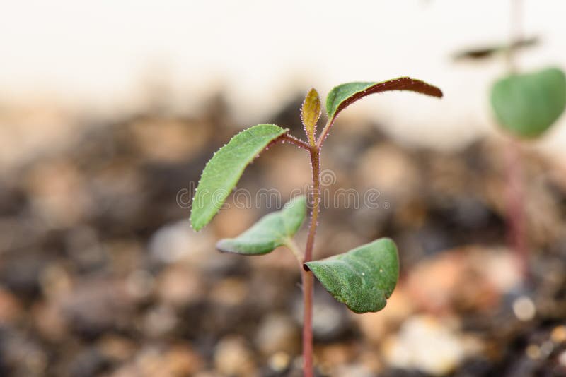 Sprout of lemon plant stock photo. Image of horticultural - 123318460