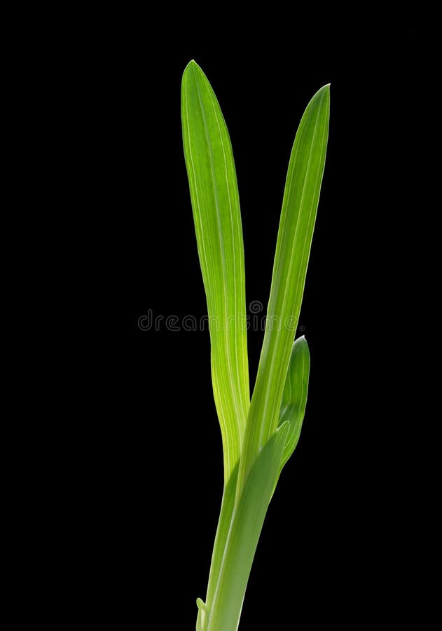 Sprout lily stock image. Image of rise, start, grow, leafs - 2220053