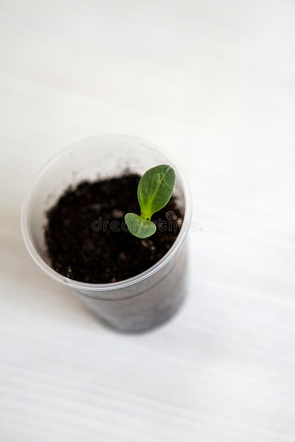 Sprout stock image. Image of small, nursing, seedlings - 66067289