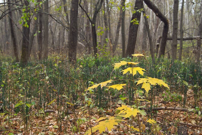 Sprout maple in the forest stock photo. Image of beautiful - 90294248