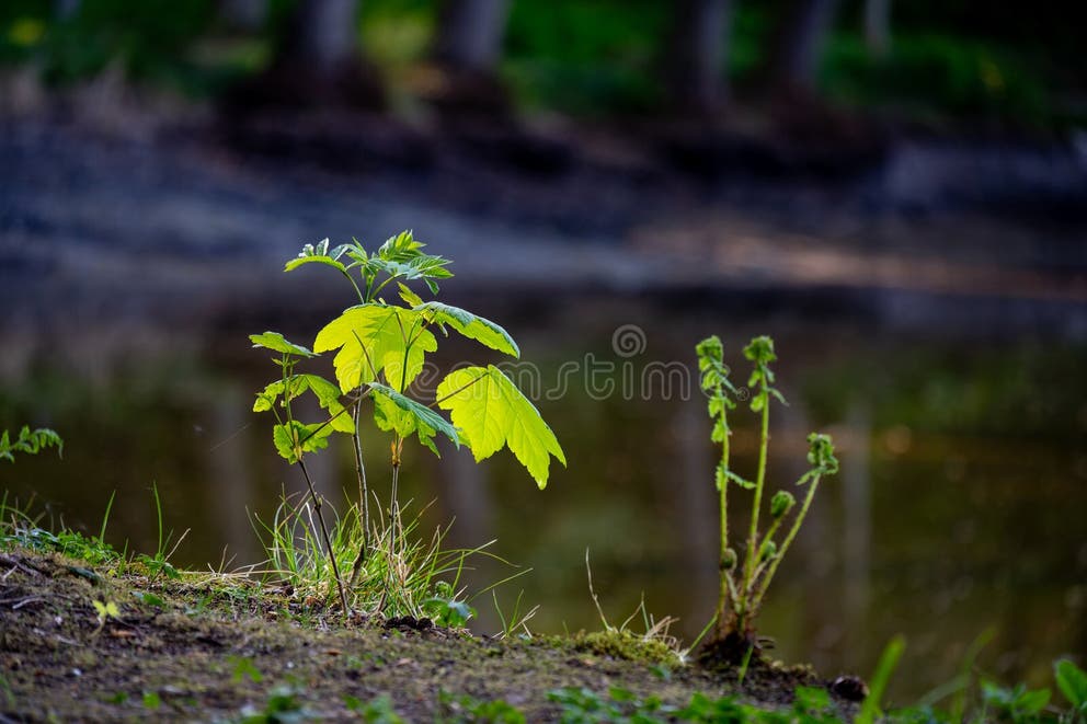 Sprout of a Maple Tree in Sunlight Stock Image - Image of fresh ...