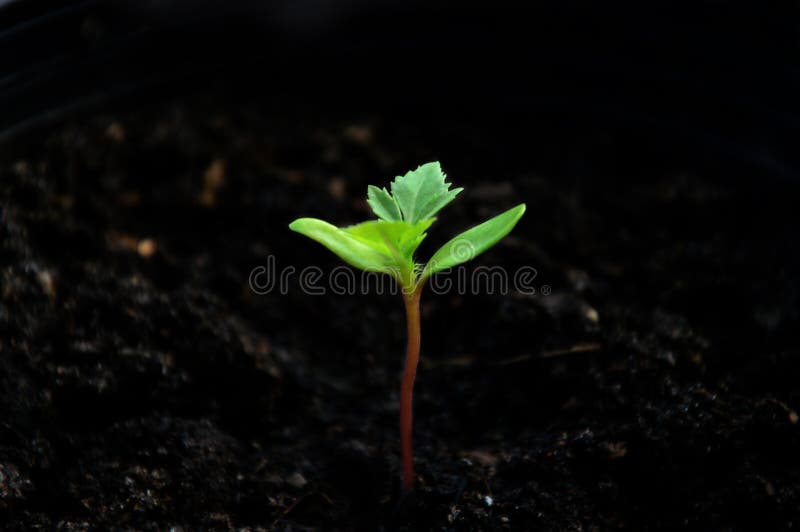Sprout of marigold flower. stock photo. Image of fresh - 97994004