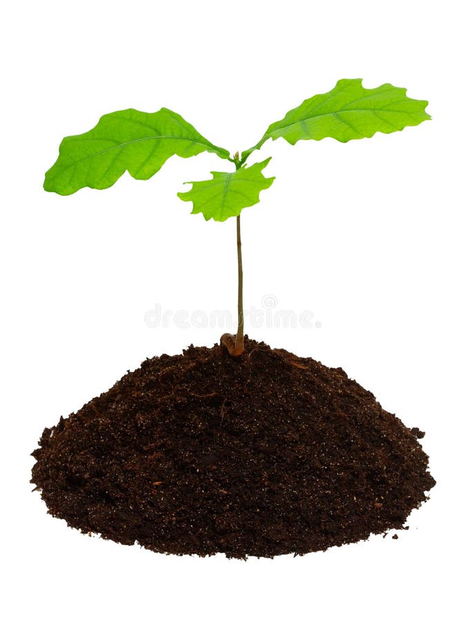 Sprout of oak. stock photo. Image of tree, environment - 9293468