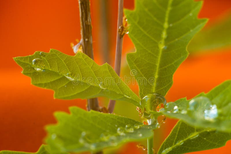 Sprout of Oak with Raindrops. Stock Photo - Image of bush, growing ...