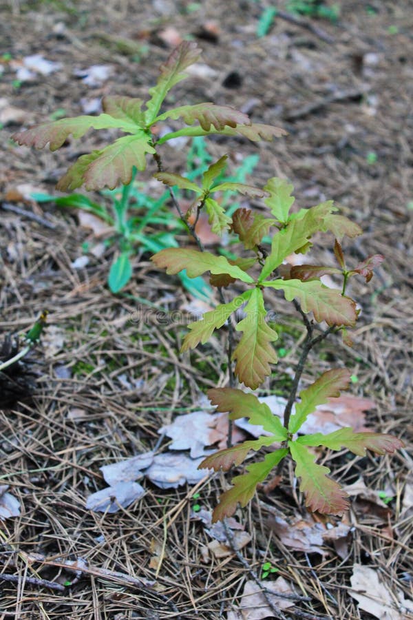 Sprout of oak stock photo. Image of environment, beginning - 70456748