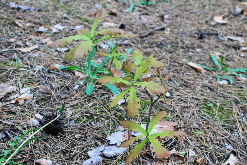 Sprout of oak stock photo. Image of organic, growth, nature - 70458754