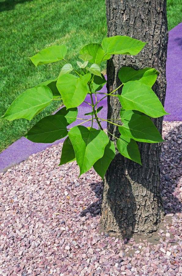 Sprout from old tree stock photo. Image of brown, breakstone - 122975072