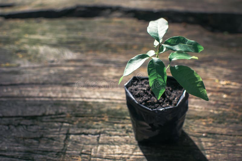 Sprout on old wood stock image. Image of small, concept - 131031473