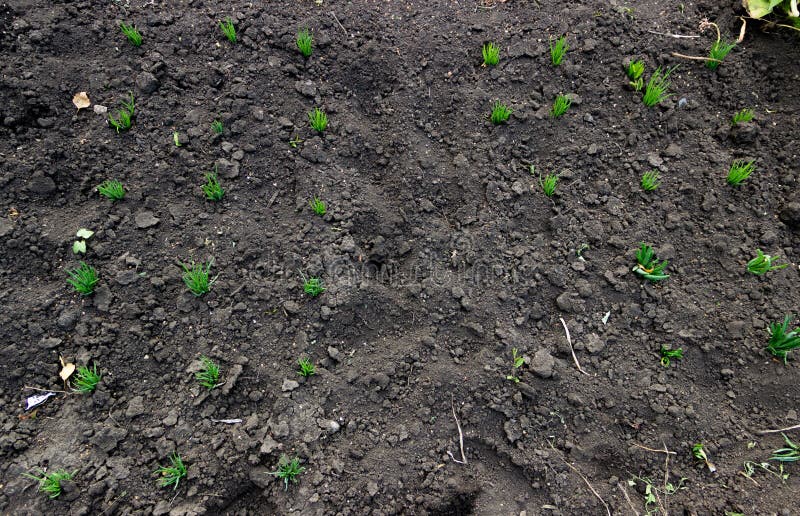 Sprout Onion, Black Earth, Green Grass Russia Stock Image - Image of ...