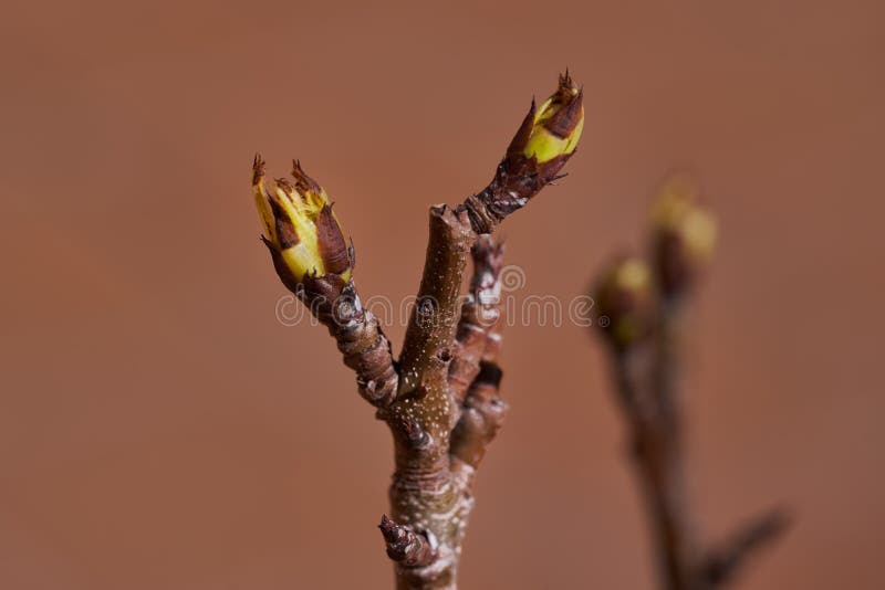 Sprout of a Pear Tree Grown on the Balcony of a House in the Approach ...