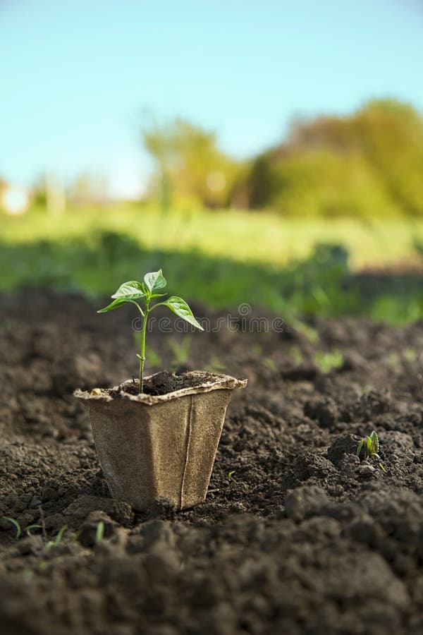 Sprout in peat pot stock photo. Image of small, seed - 75281576