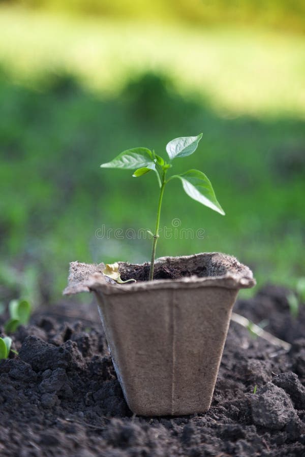 Sprout in peat pot stock photo. Image of nature, root - 88249062
