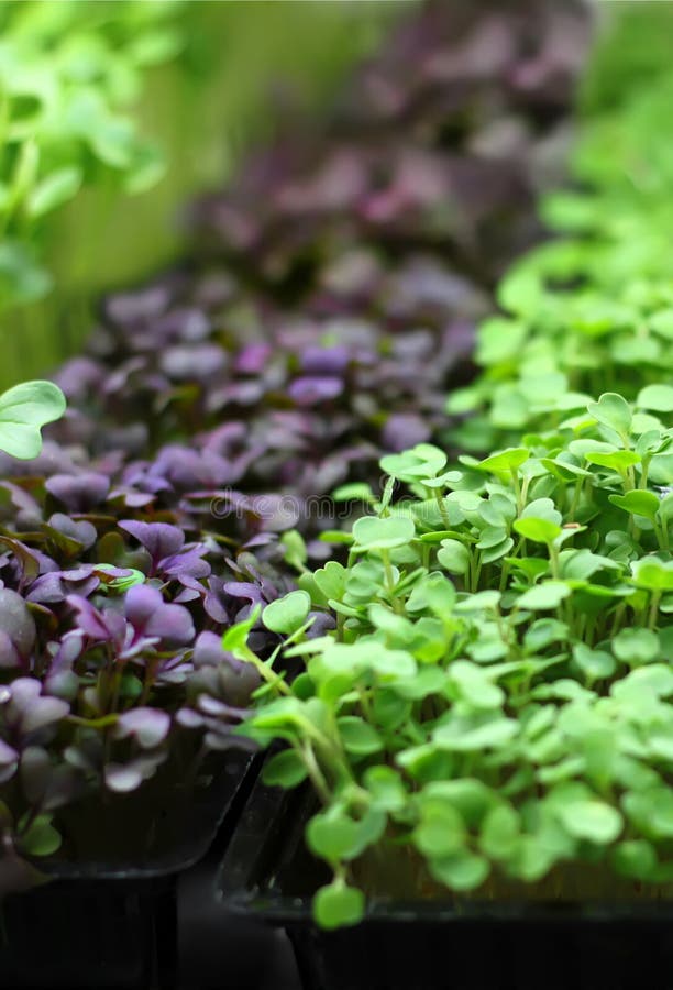 Sprout stock image. Image of closeup, grow, development - 34279103