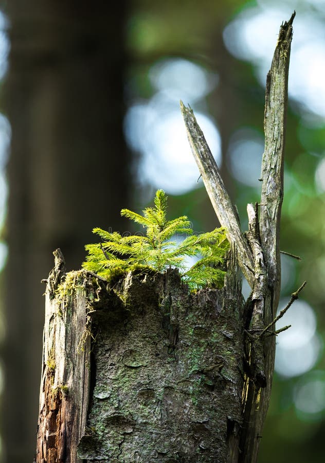 Sprout of Plant on a Damaged Tree Stock Photo - Image of conservation ...