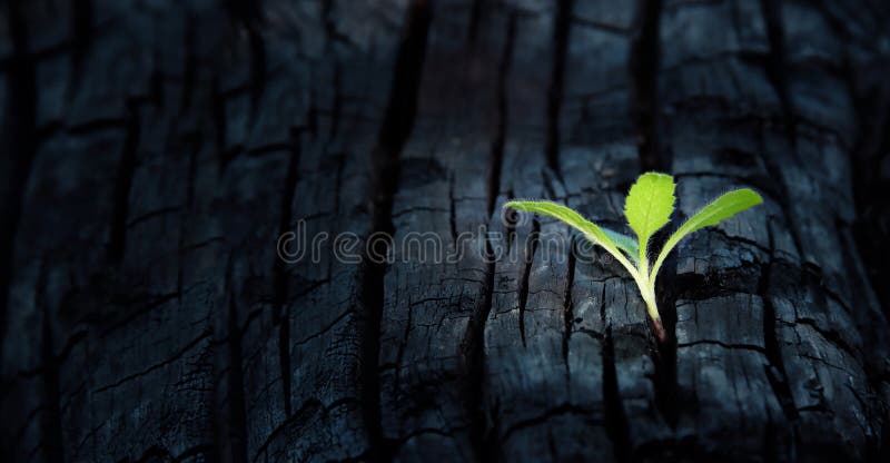Sprout of a Plant Grows on a Burnt Tree Trunk. Concept of New Life and ...