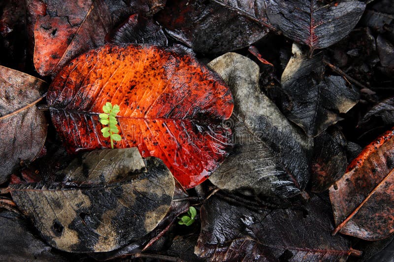 Sprout of a Plant Grows on Fall Leaves. Concept of Renewal and Season ...