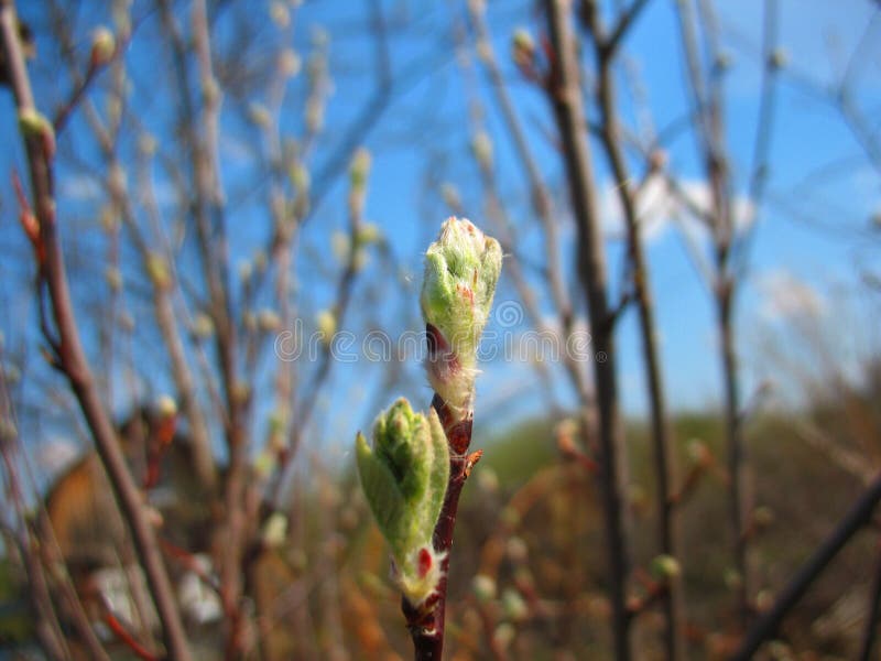 Sprout of plant stock image. Image of plant, bush, young - 48900583