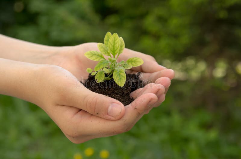 Sprout Plants in Human Hands Stock Image - Image of park, blooming ...
