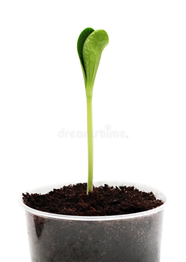 Sprout in the pot stock image. Image of environment, herb - 14750795