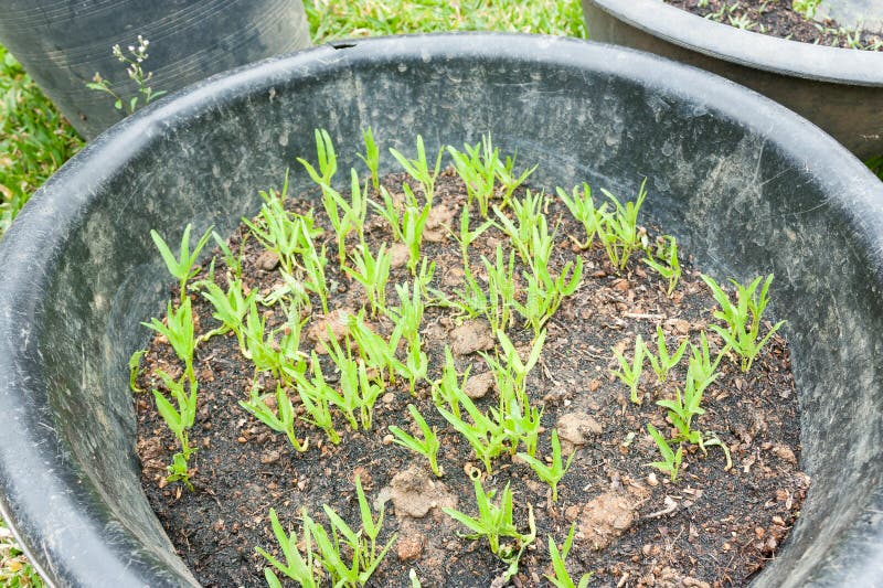 Sprout in pots stock image. Image of growing, ground - 49452571