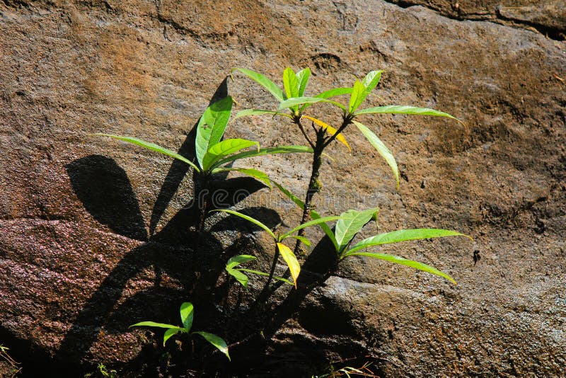Sprout in the rock stock photo. Image of beauty, textured - 83031052