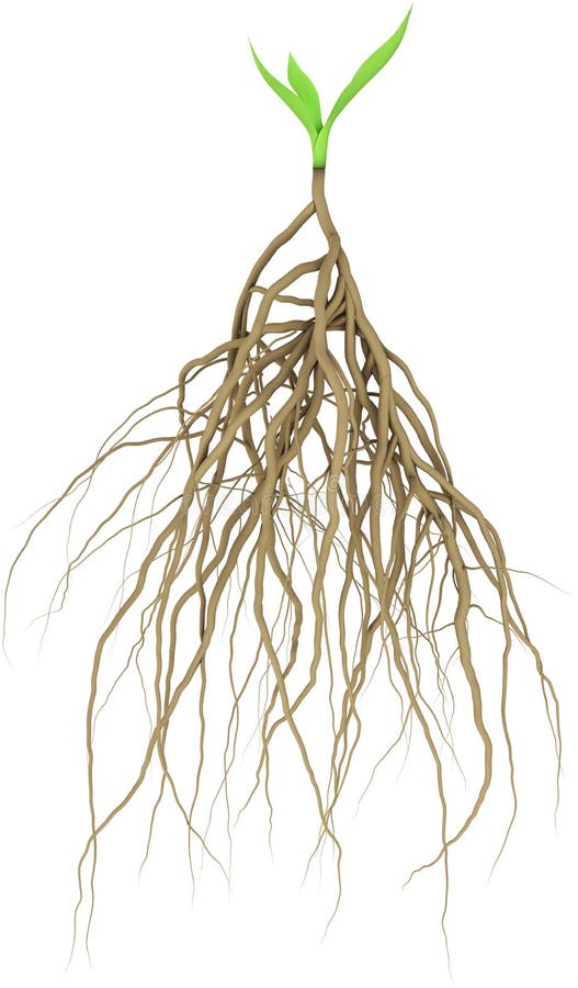 Sprout with root stock image. Illustration of hidden - 36690759