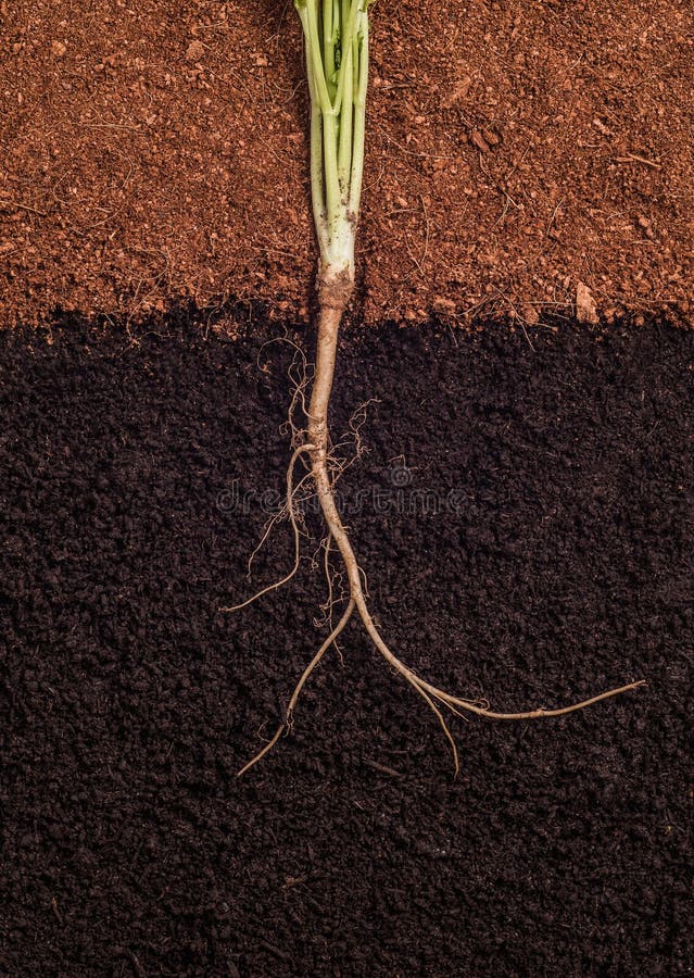 Sprout and Roots stock image. Image of seed, issues, small - 44584903