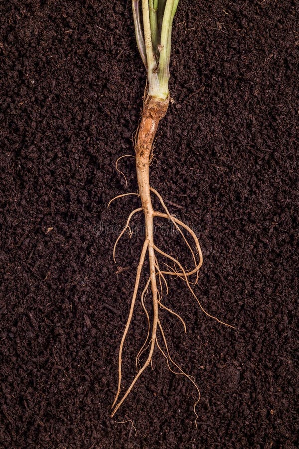 Oak Tree Seedling Roots Stock Photos - Free & Royalty-Free Stock Photos ...