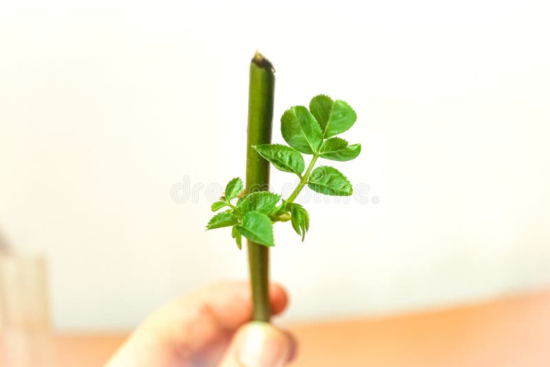 Sprout of a Rose. in the Spring, the Rose Sprouted Stock Photo - Image ...