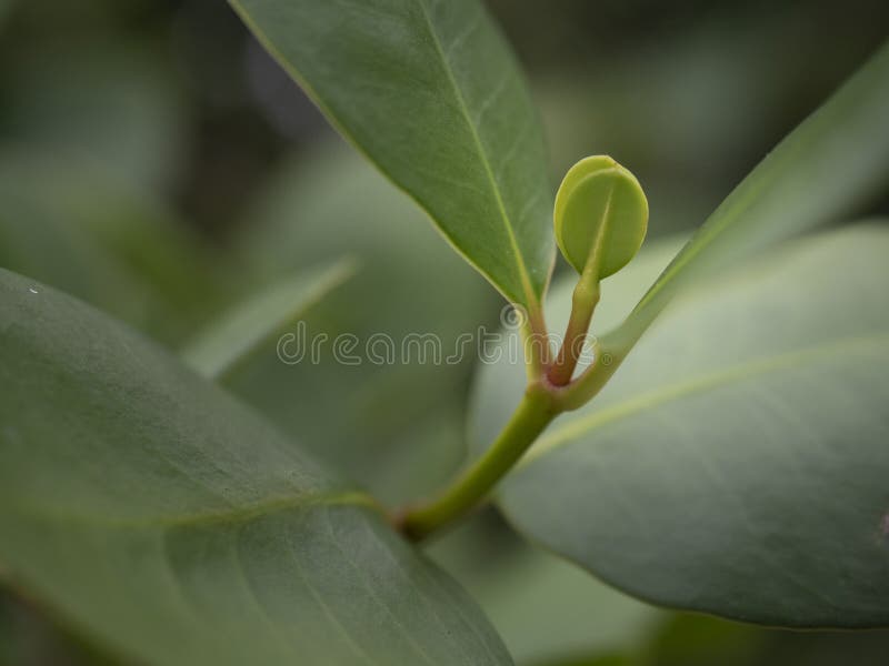 Sprout Round Leaf Texture Background with Copy Space Provided. Stock ...