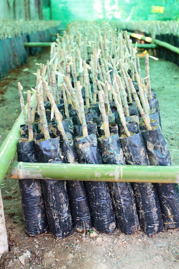 Sprout Rubber Tree for Sale in Nursery Stock Photo - Image of sprout ...