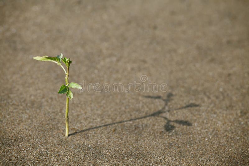 Sprout In The Sand Picture. Image: 24634983