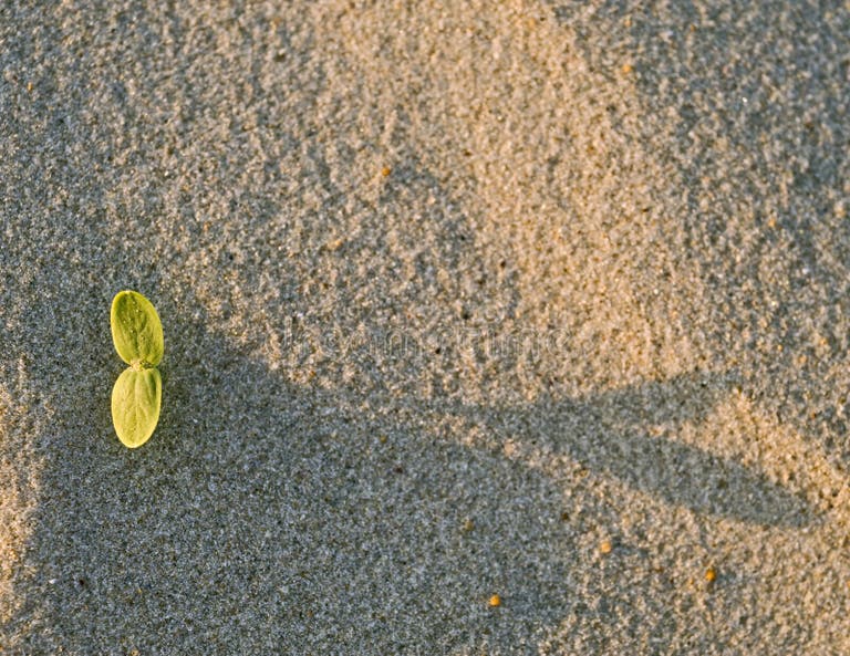 Sprout sand stock image. Image of grit, life, outside - 7023599